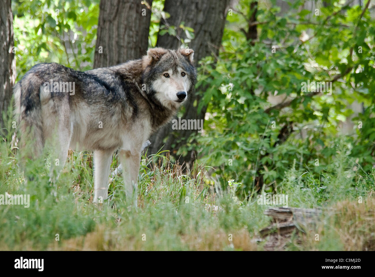 Gray Wolf Canis lupus Zoo Montana Billings Montana USA Stock Photo - Alamy
