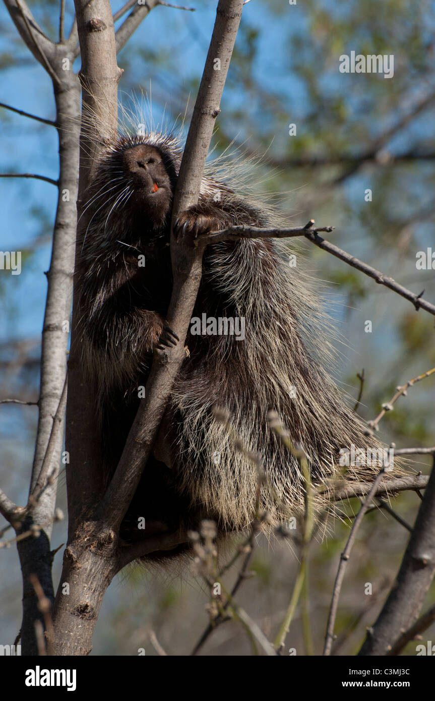 A Common Porcupine in a tree Stock Photo - Alamy