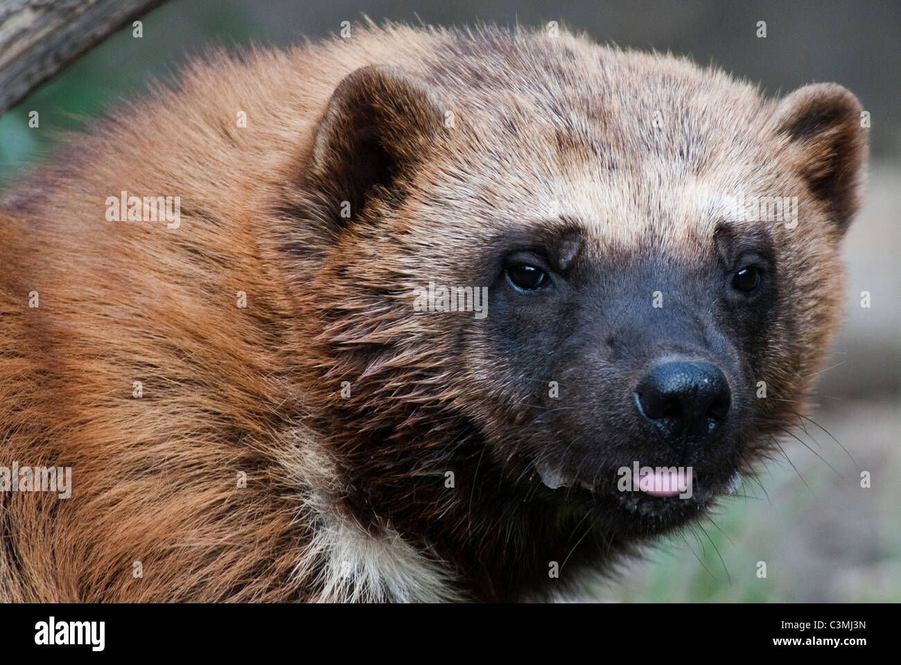 Wolverine usa hi-res stock photography and images - Alamy