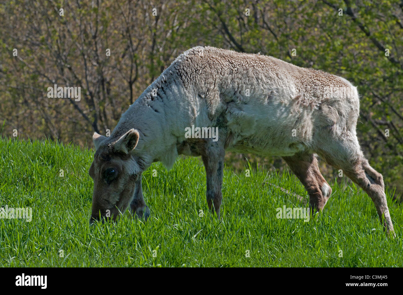 Woodland caribou quebec hi-res stock photography and images - Alamy