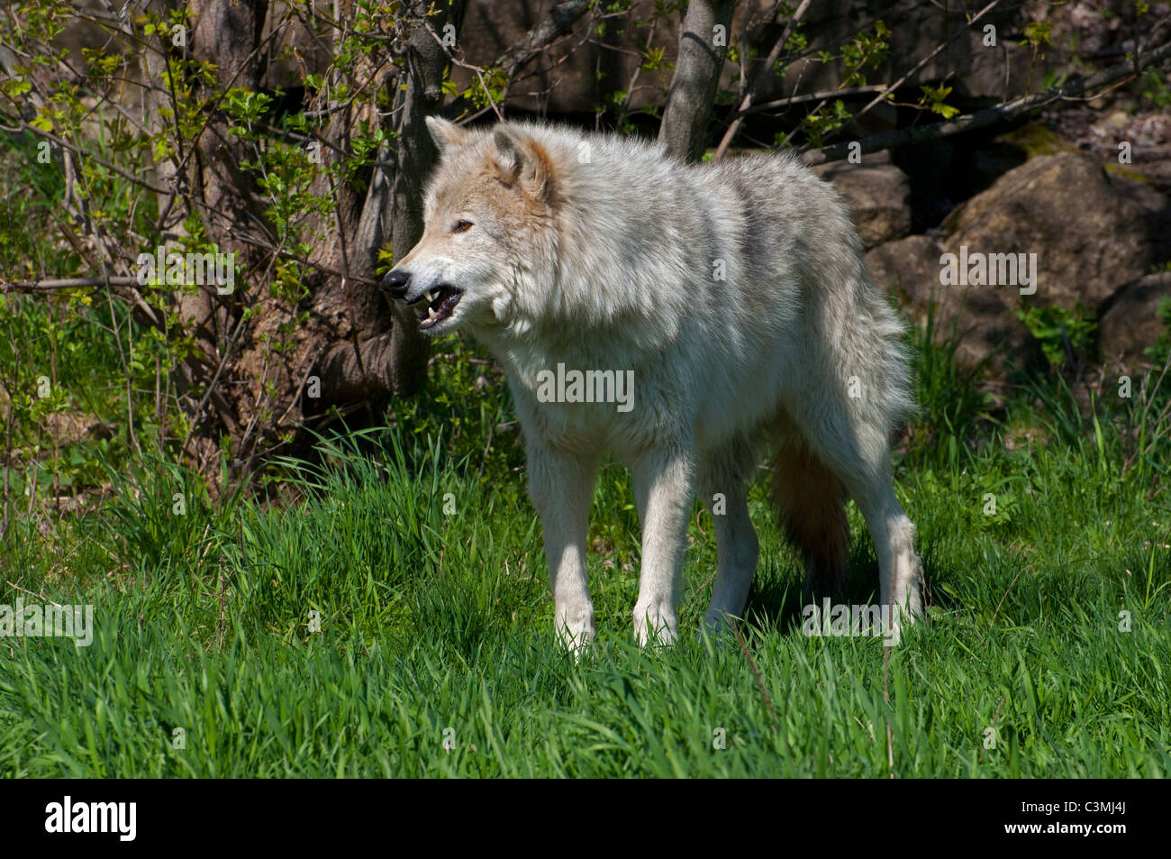 A snarling Timber wolf Stock Photo - Alamy