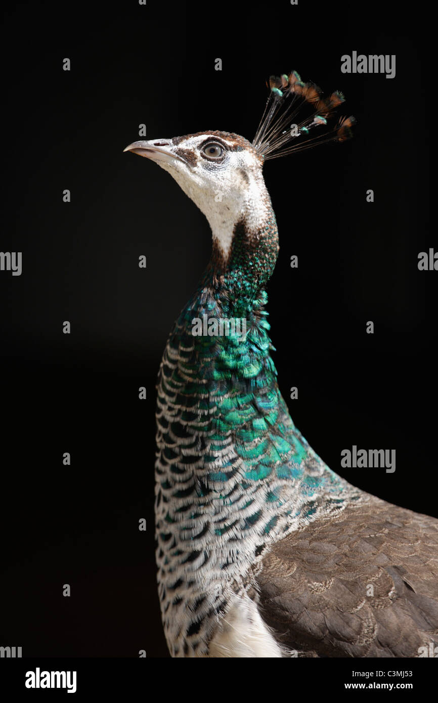Female Peahen Stock Photos & Female Peahen Stock Images - Alamy
