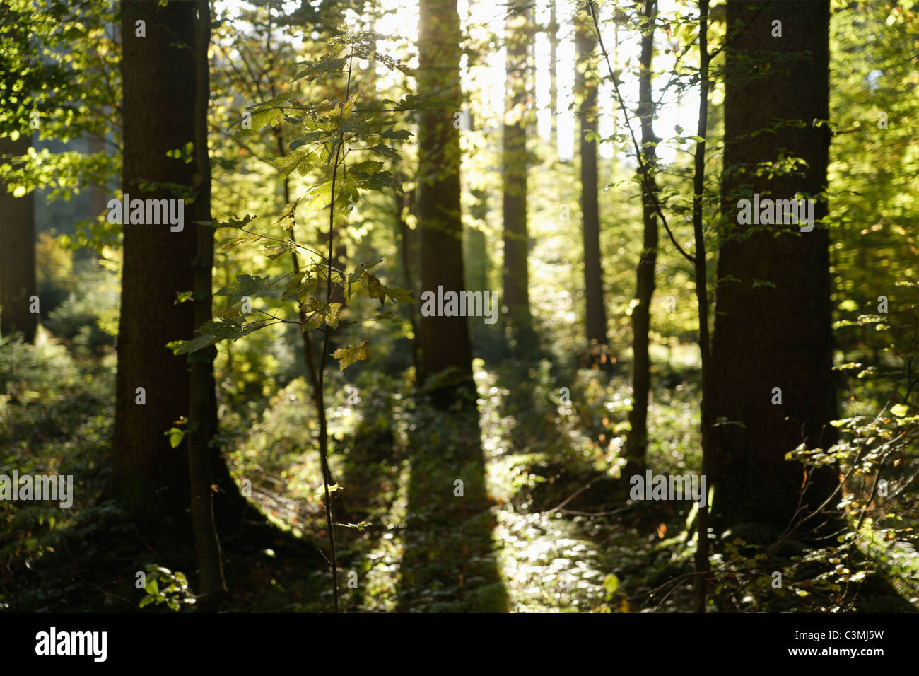 Europe, Germany, Upper Bavaria, View of forest at sunset Stock Photo ...