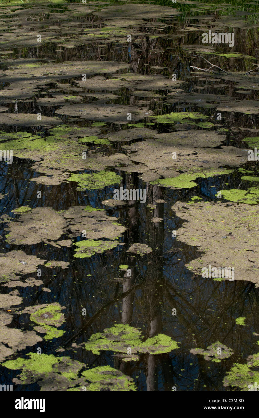 Vegetation floating on a pond in spring Stock Photo - Alamy