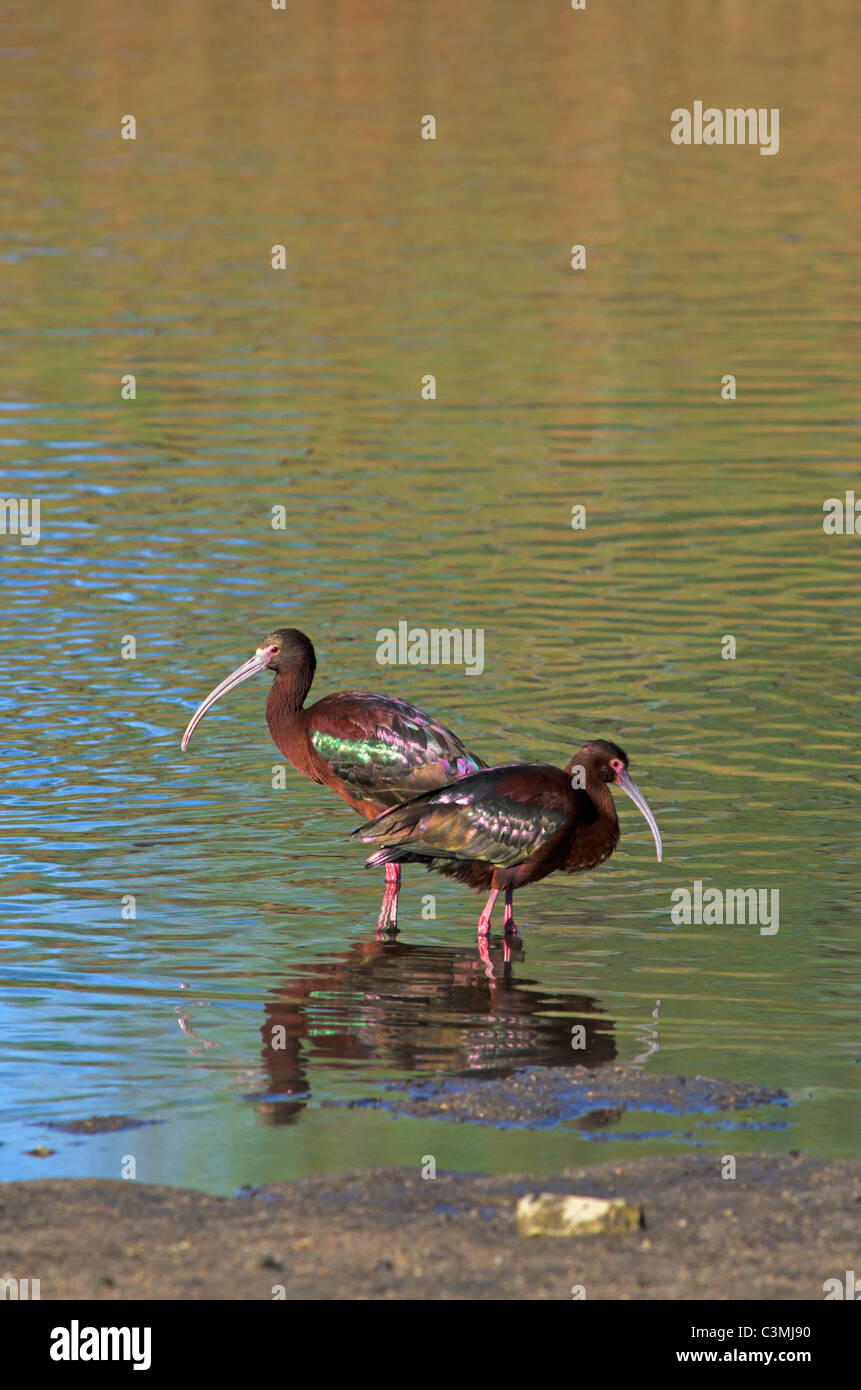 White faced ibis side view hi-res stock photography and images - Alamy