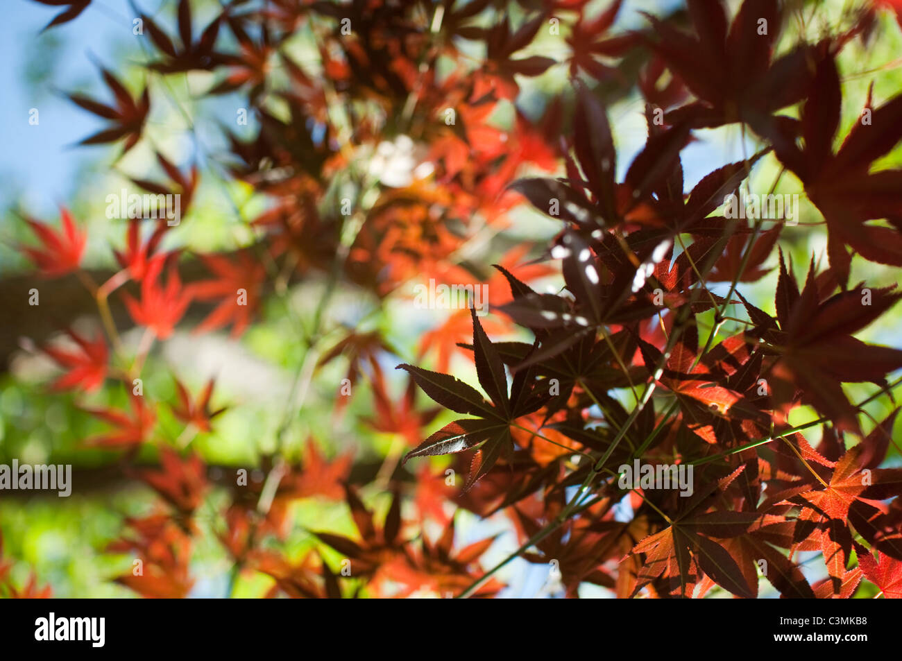 Japanese maple foliage hi-res stock photography and images - Alamy