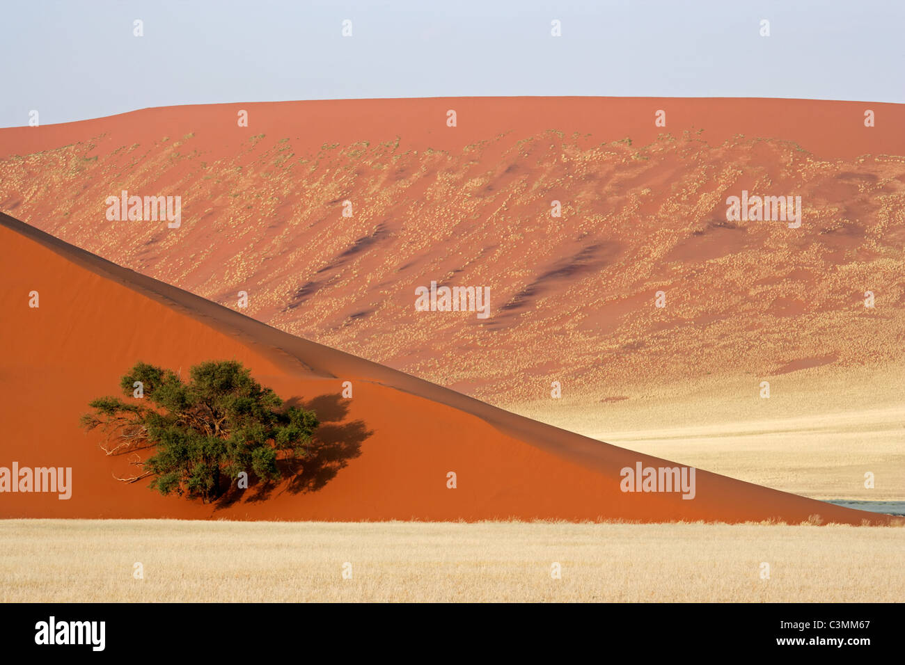 Landscape with a red sand dune, African Acacia tree and desert grasses ...
