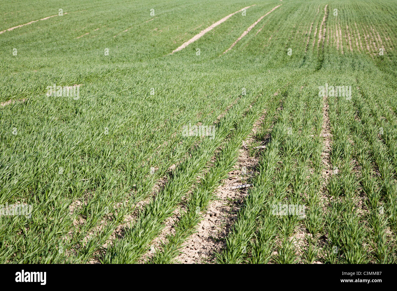 spring field - corn Stock Photo - Alamy