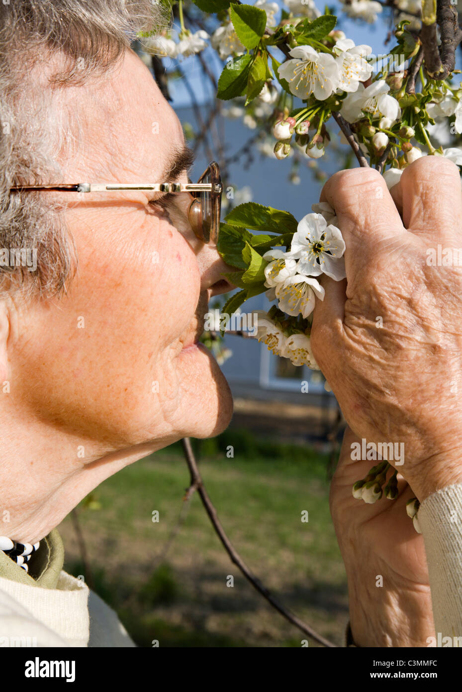 cherry tree flowers and old woman - spring Stock Photo - Alamy