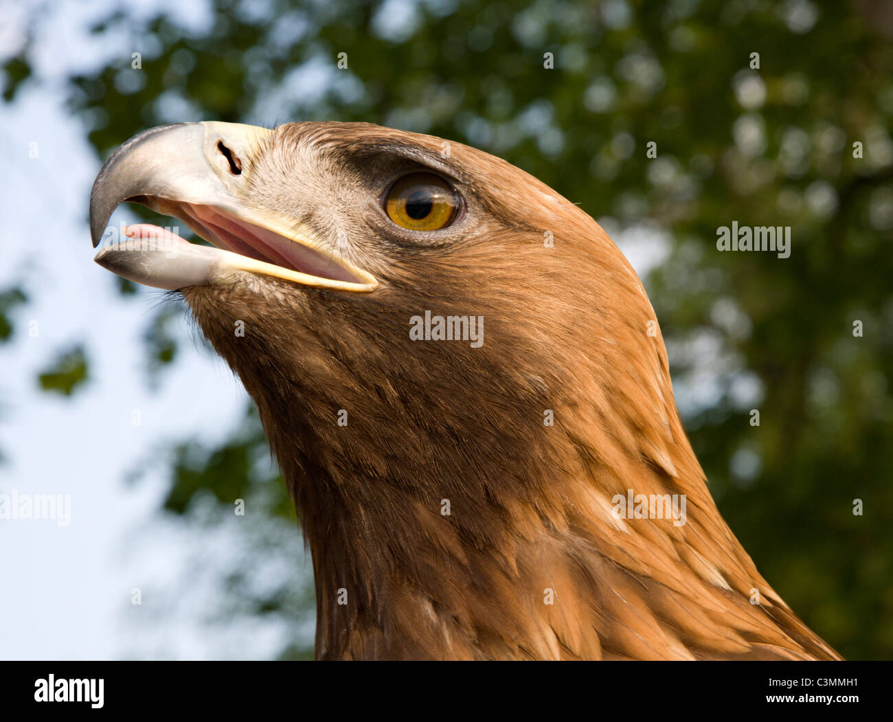 Predator head hi-res stock photography and images - Alamy