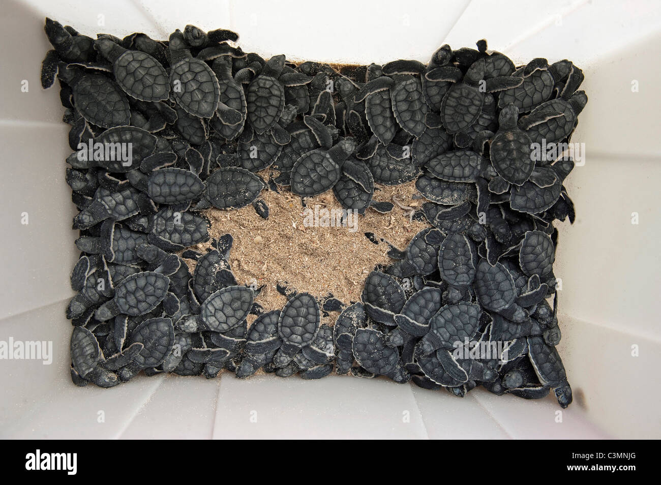 Green sea turtle hatchlings hi-res stock photography and images - Alamy