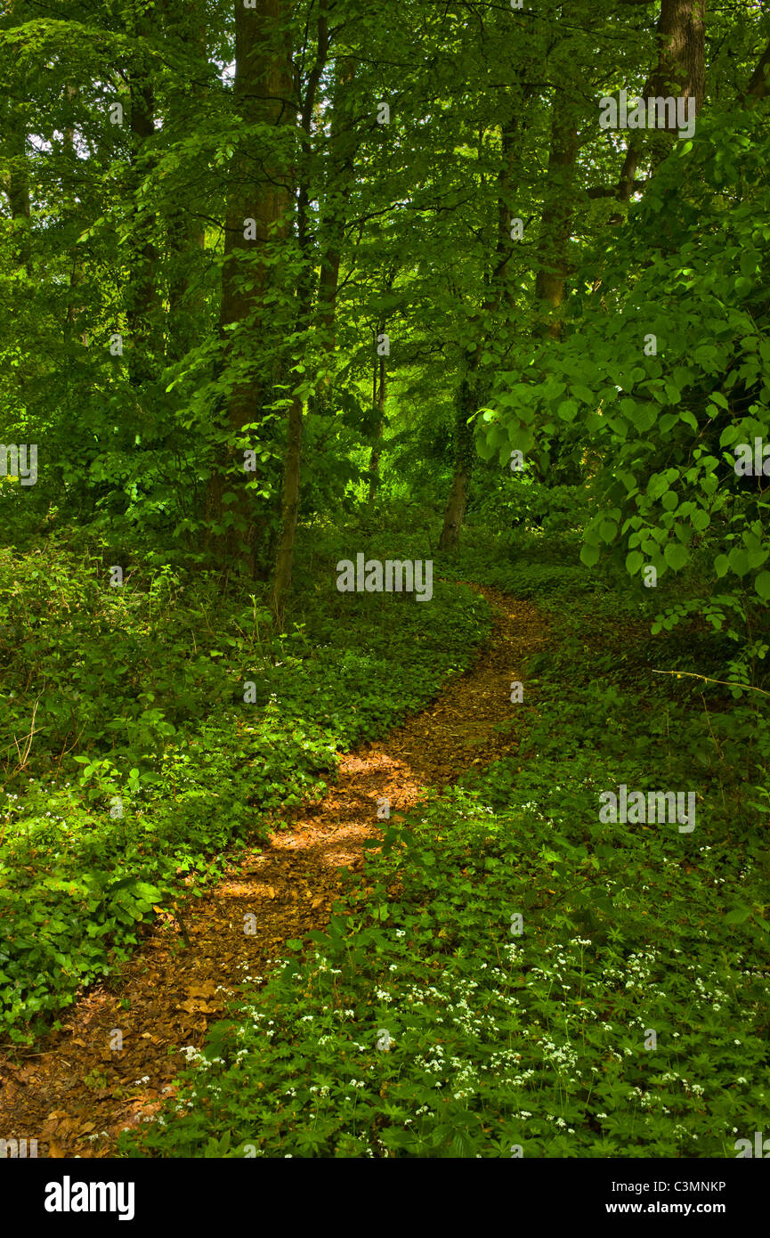 a path through woodland in spring Stock Photo - Alamy