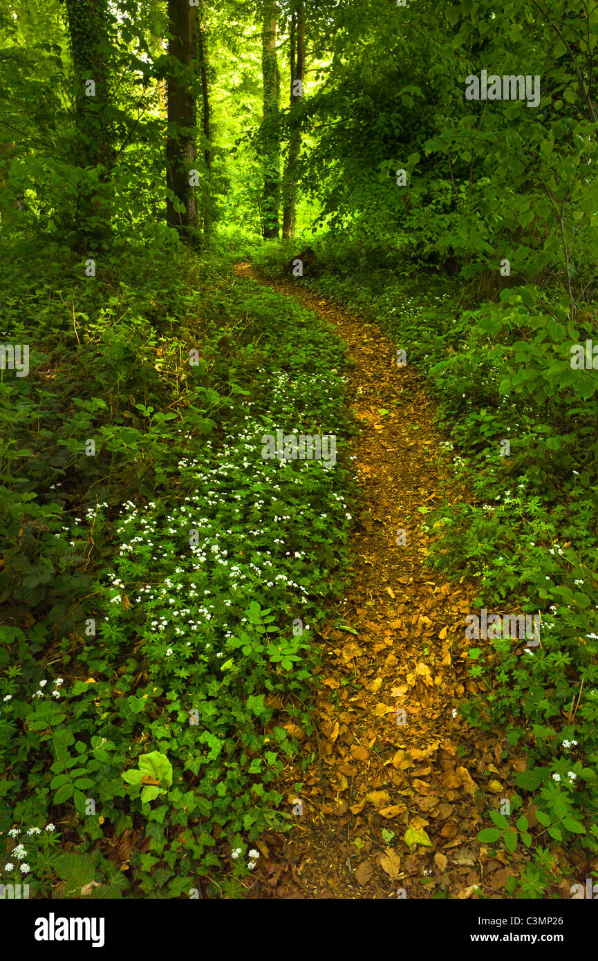 a path through woodland in spring Stock Photo - Alamy