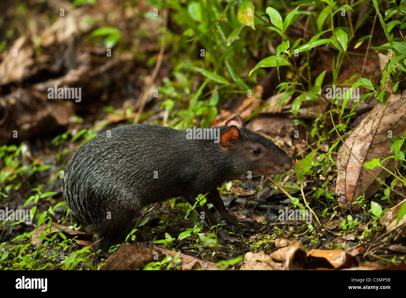 Agouti Rodent Animal Mammal Stock Photos & Agouti Rodent Animal Mammal ...