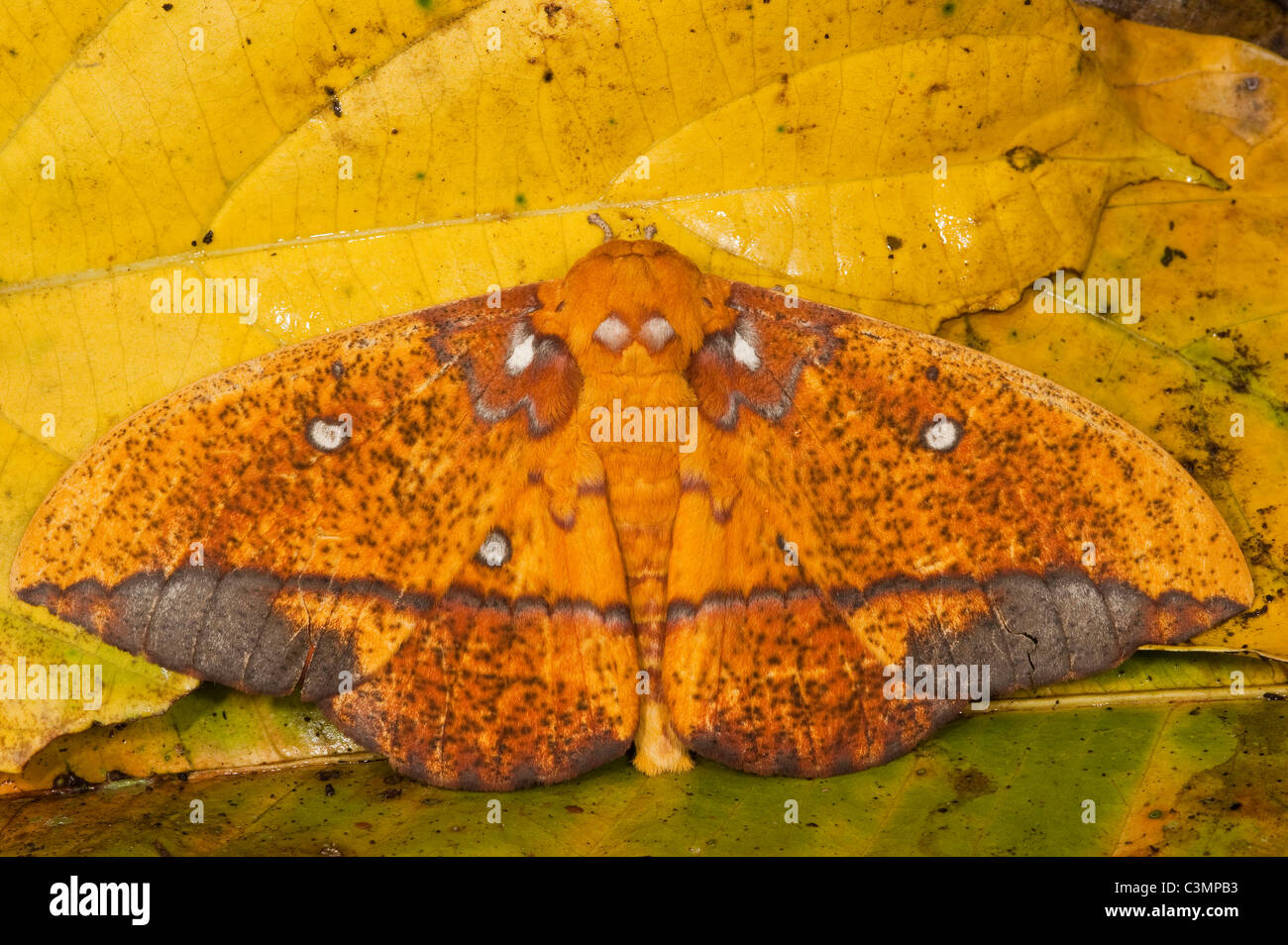 Imperial Moth (Saturniidae) on a yellow leaf. Napo River bordering ...