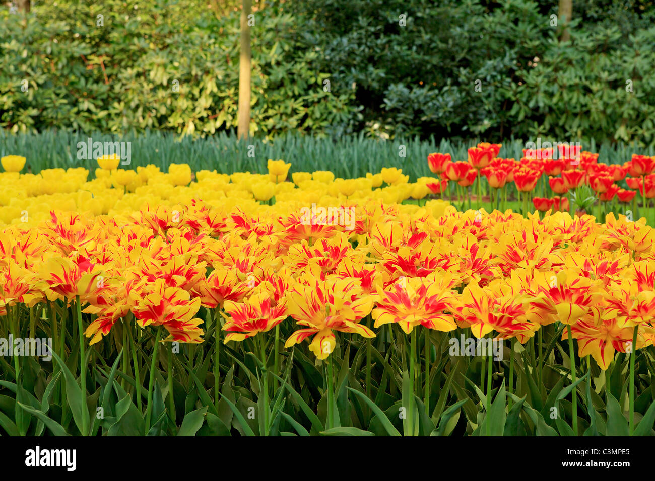 Dutch bulb field with colorful tulips in closeup Stock Photo - Alamy
