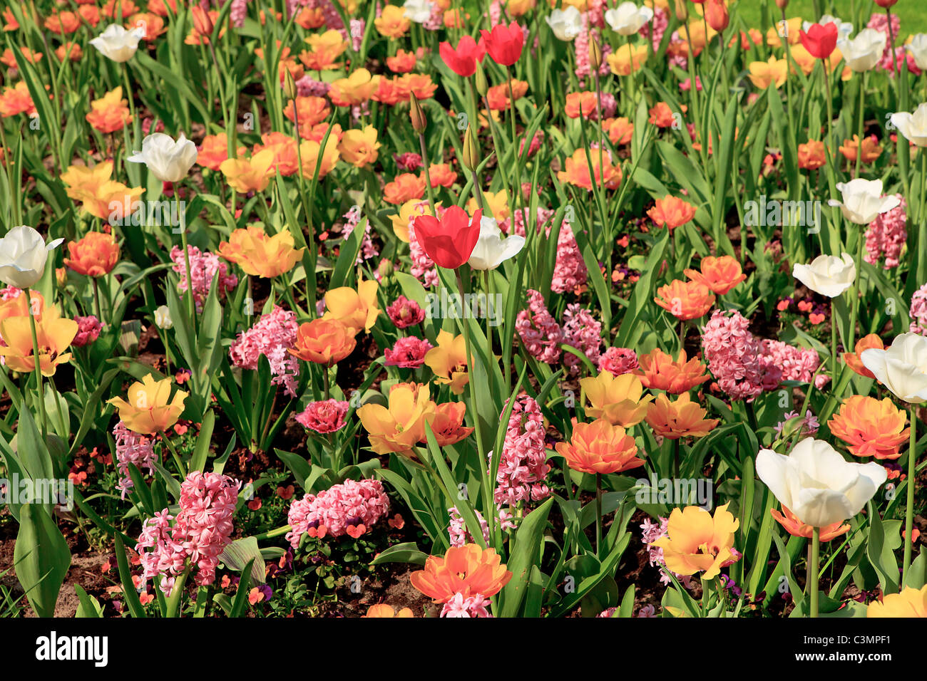 Dutch bulb field with colorful tulips and hyacinths in closeup Stock ...