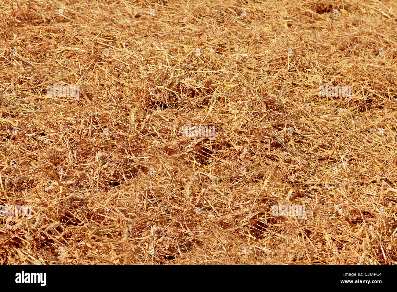 Empty golden bed of straw in closeup Stock Photo - Alamy