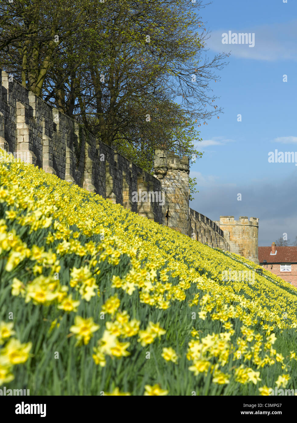 Daffodils yellow flowers in spring along the City Walls Lord Mayors ...
