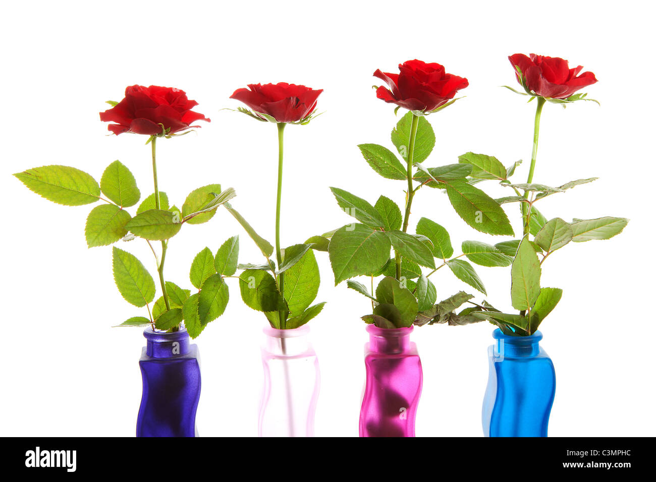 Four red roses in a row over white background Stock Photo - Alamy