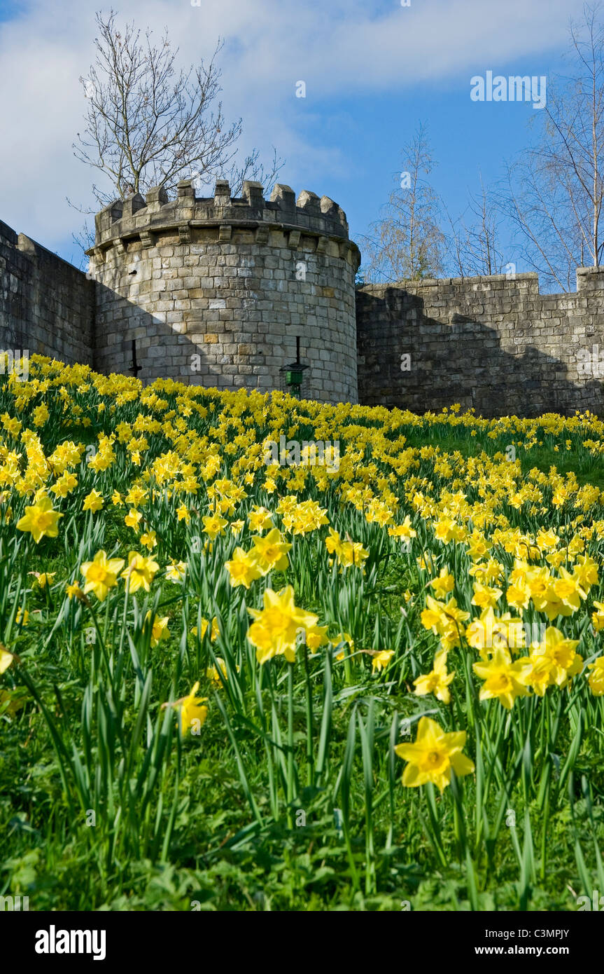 Daffodils yellow flowers flowering in spring along the City Walls at ...