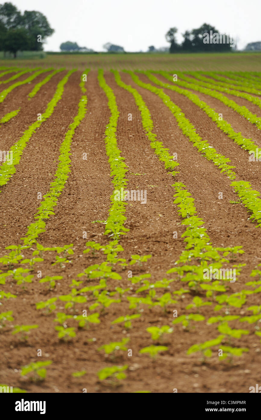 Stock photo of a field of young sunflower seedlings in the deux-sevre ...