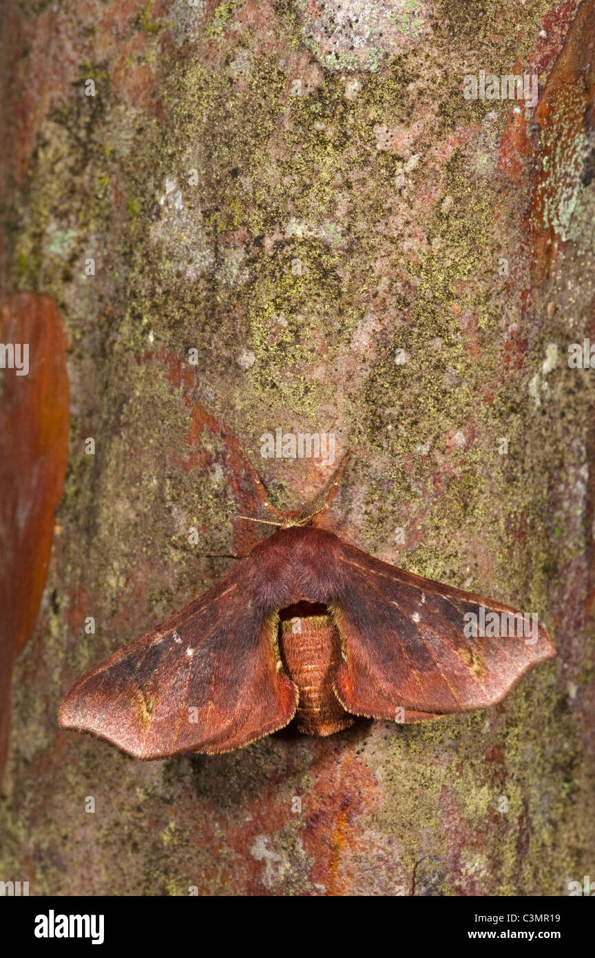 Moth lepidoptera ecuador hi-res stock photography and images - Alamy