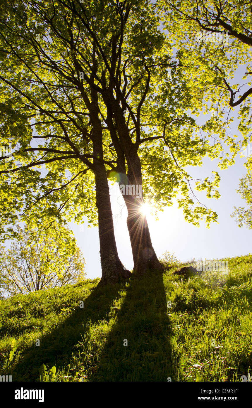 two trees in the early summer morning light Stock Photo - Alamy