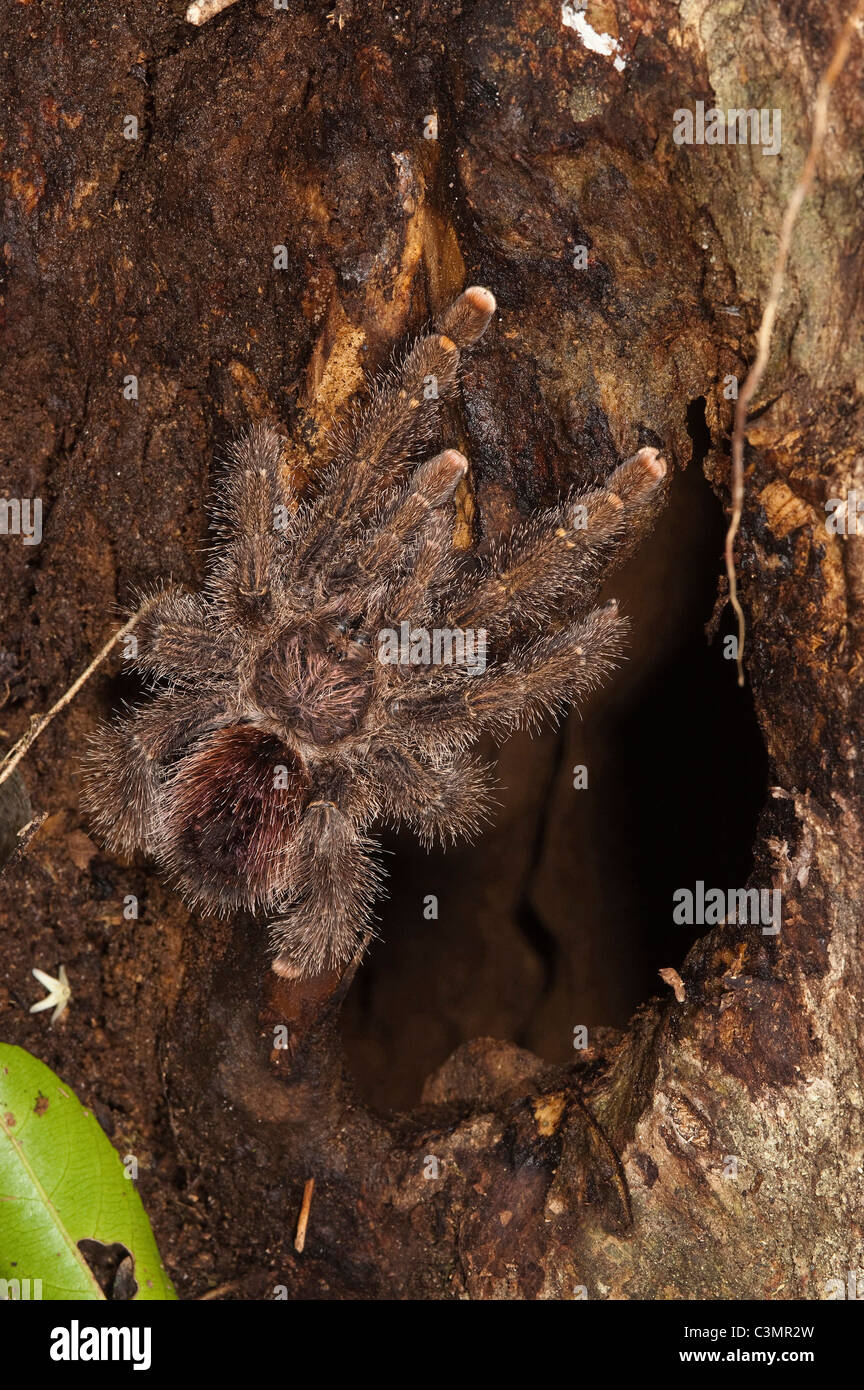 Theraphosidae hi-res stock photography and images - Alamy