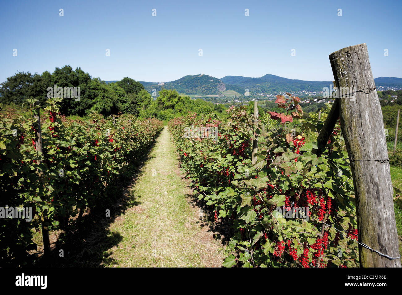 Currant mountain hi-res stock photography and images - Alamy