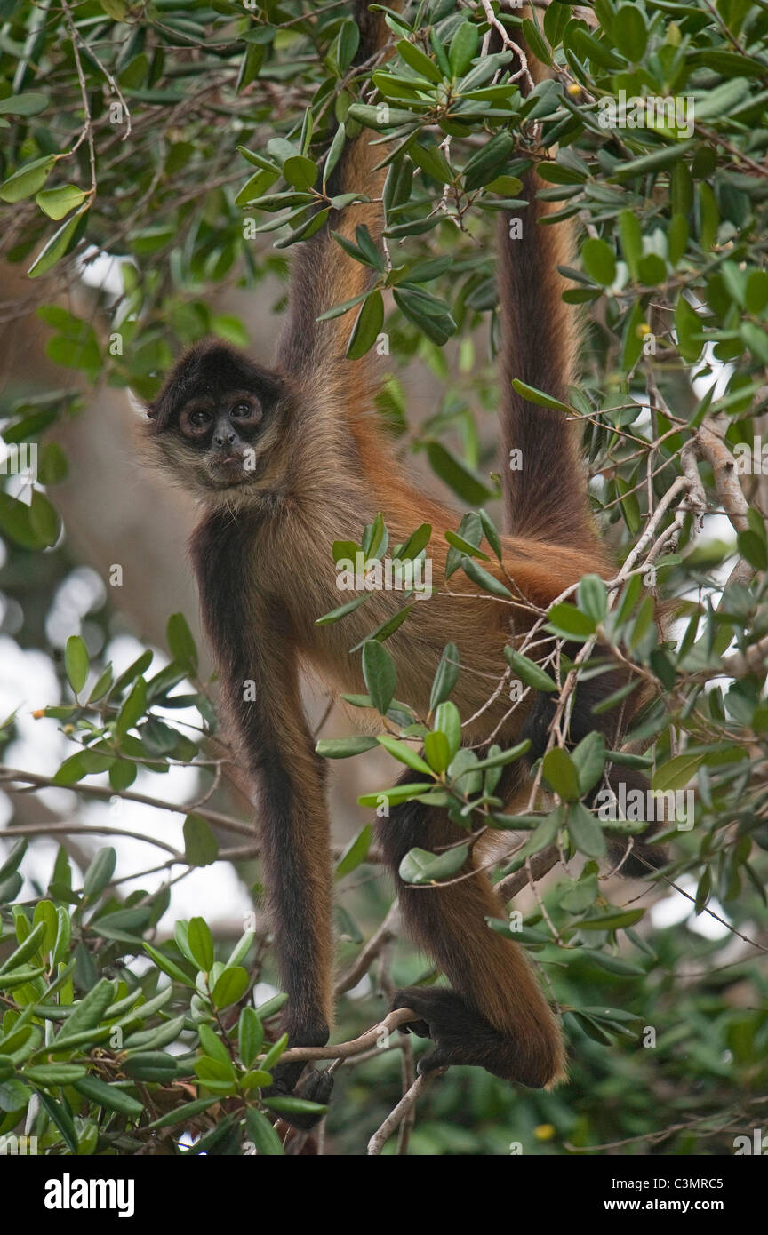 Central American Spider Monkey (Ateles geoffroyi yucatanensis) hanging ...