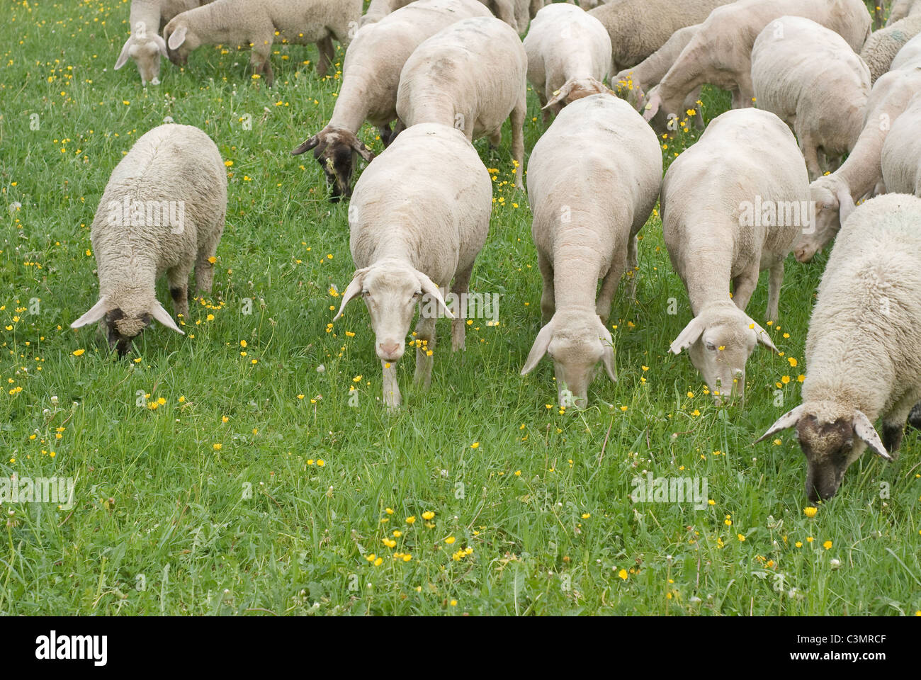 Sheep group herd wool hi-res stock photography and images - Alamy