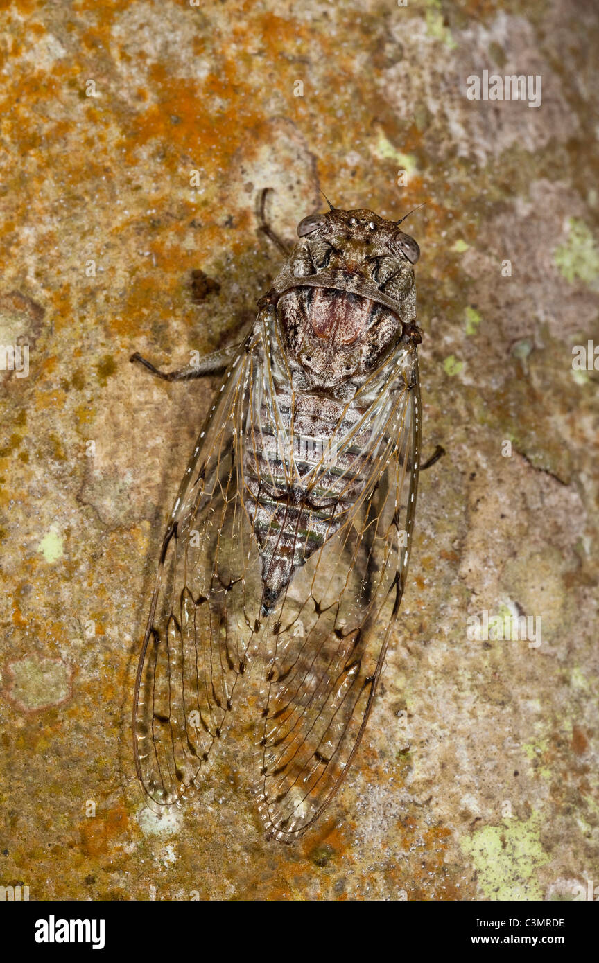 Amazon insect hi-res stock photography and images - Alamy