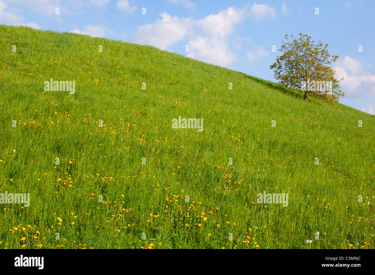 Meadow full with single tree Stock Photo - Alamy