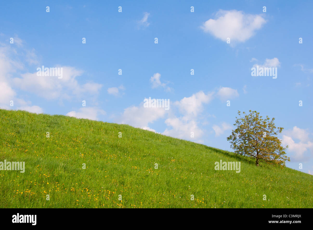 Meadow full with single tree Stock Photo - Alamy
