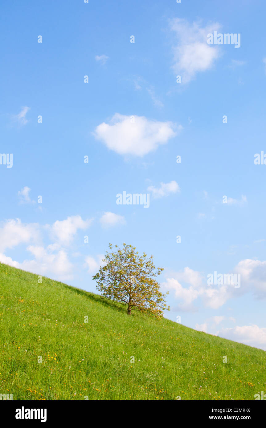Meadow full with single tree Stock Photo - Alamy