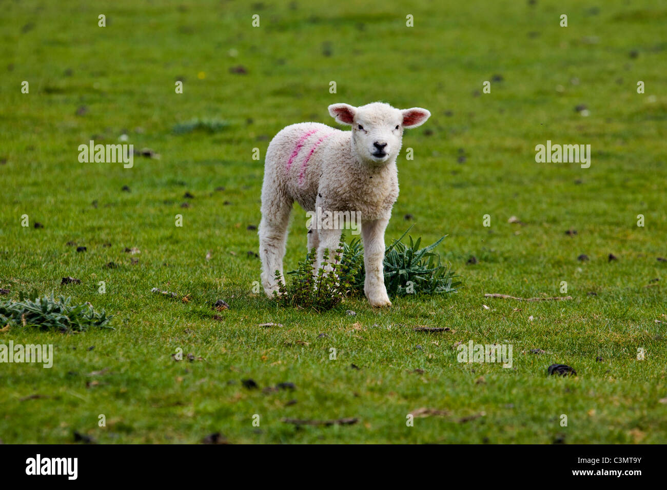 Lamb in a field hi-res stock photography and images - Alamy