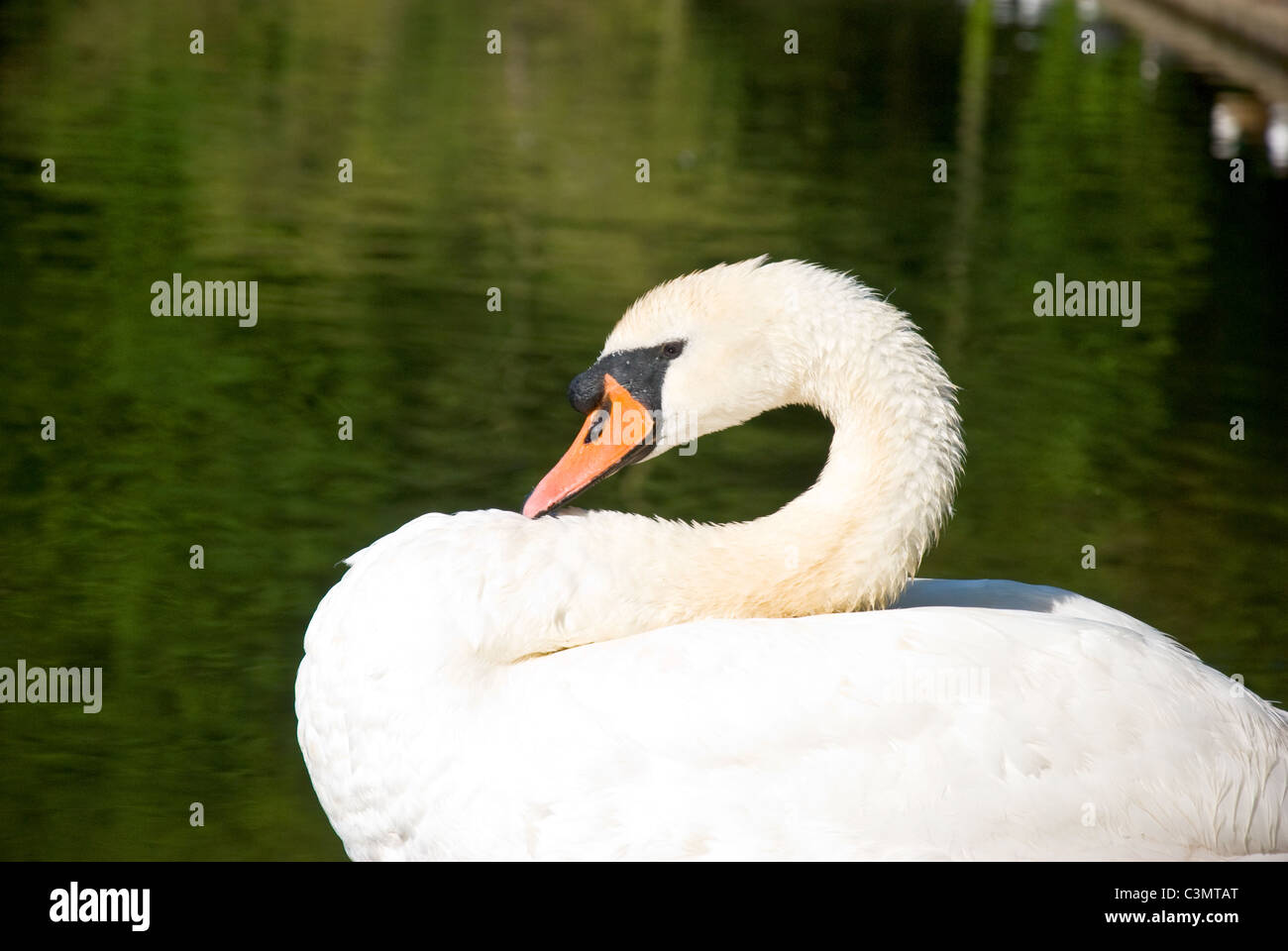 Mute swan showing long neck Stock Photo - Alamy