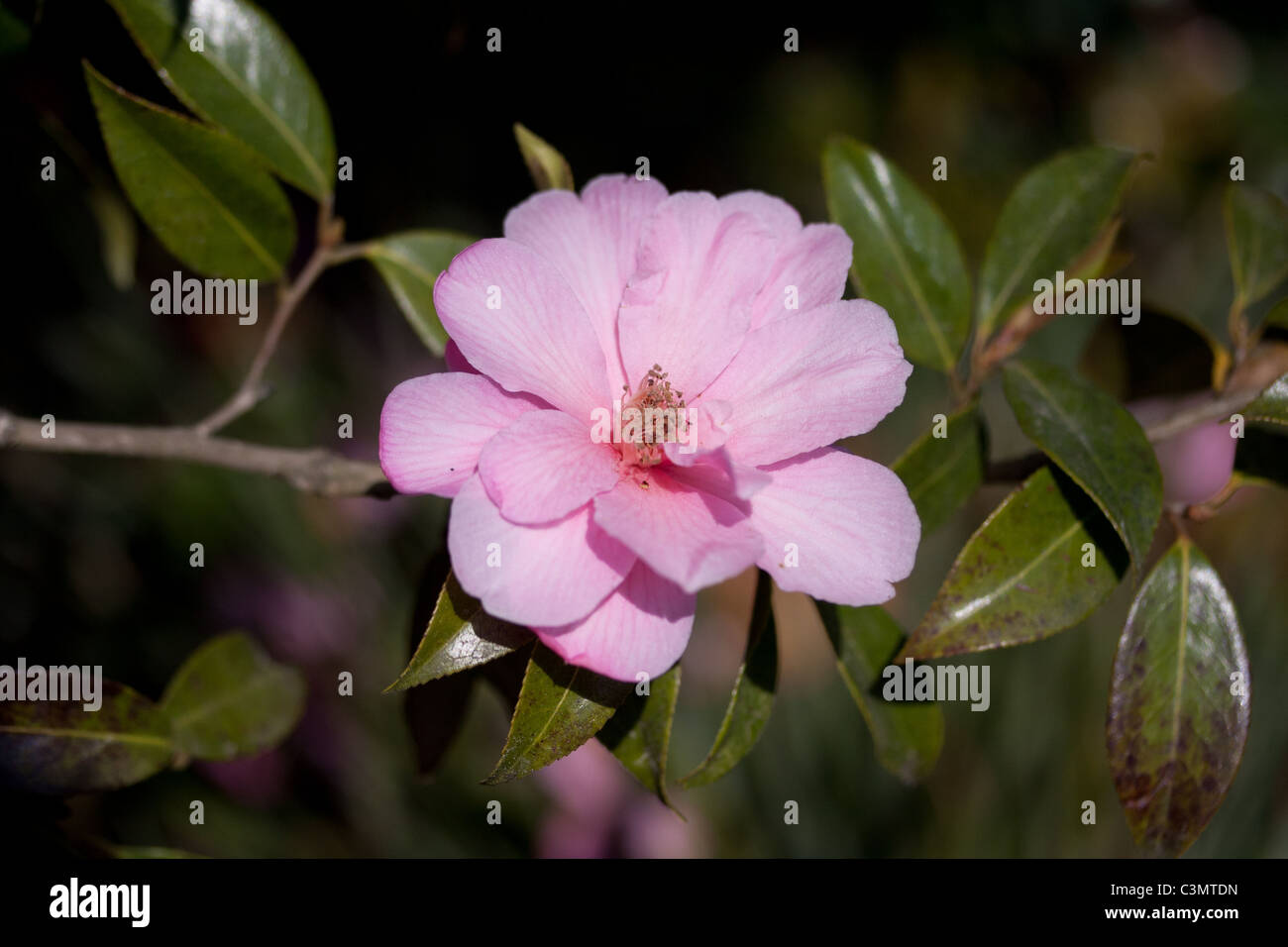 Pink flowers coming out in bloom Stock Photo - Alamy