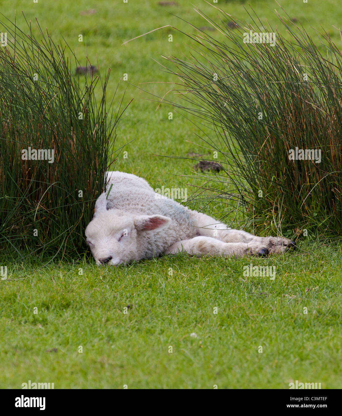 Sleeping Lamb Stock Photos & Sleeping Lamb Stock Images - Alamy