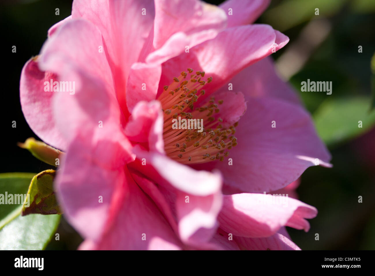 Pink Flower coming out in summer Stock Photo - Alamy