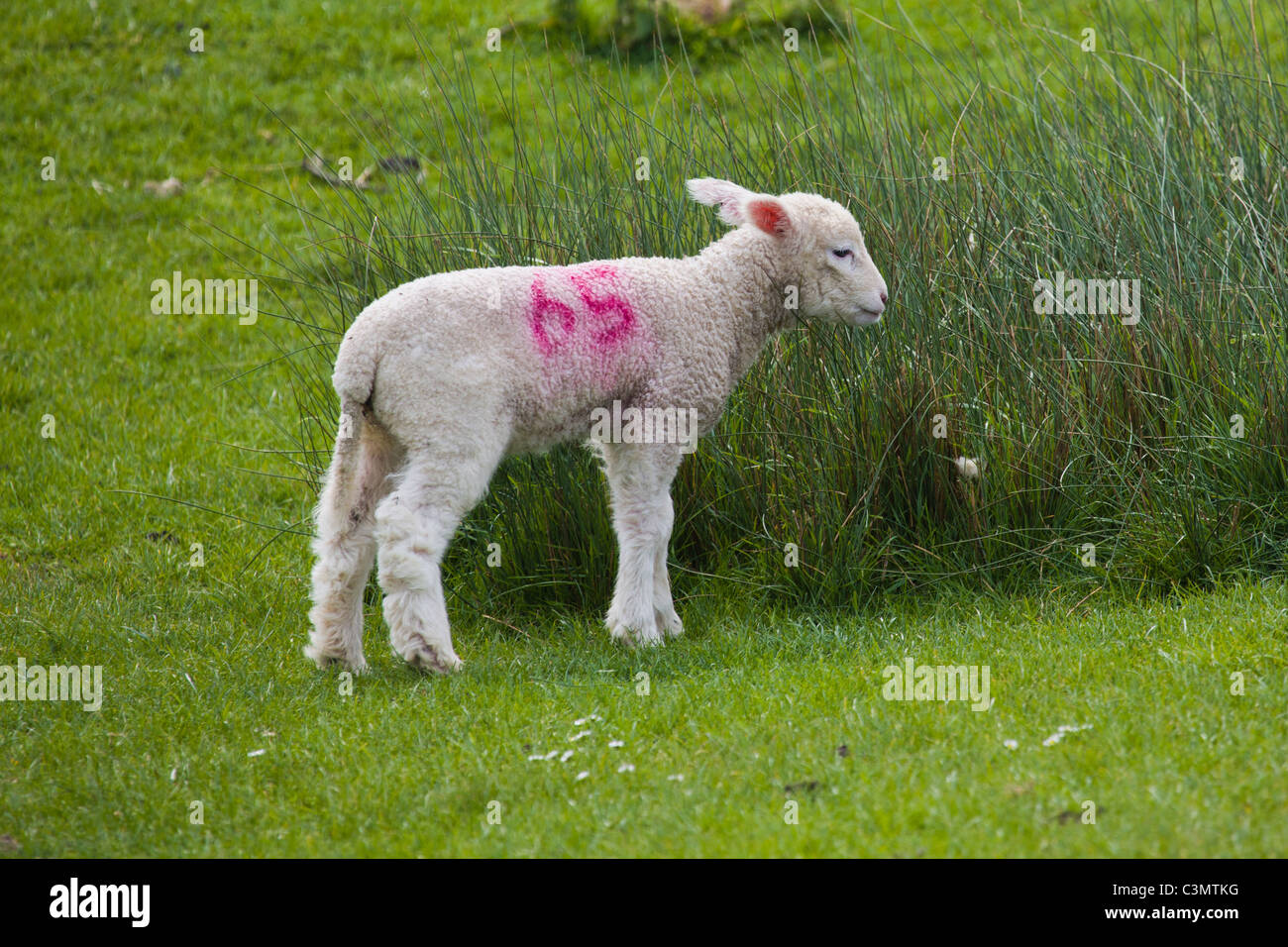 A single white Romney lamb in a field Stock Photo - Alamy