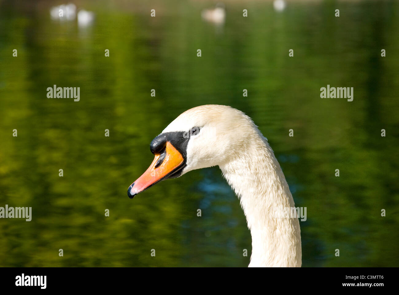 Picture of long neck bird hi-res stock photography and images - Alamy