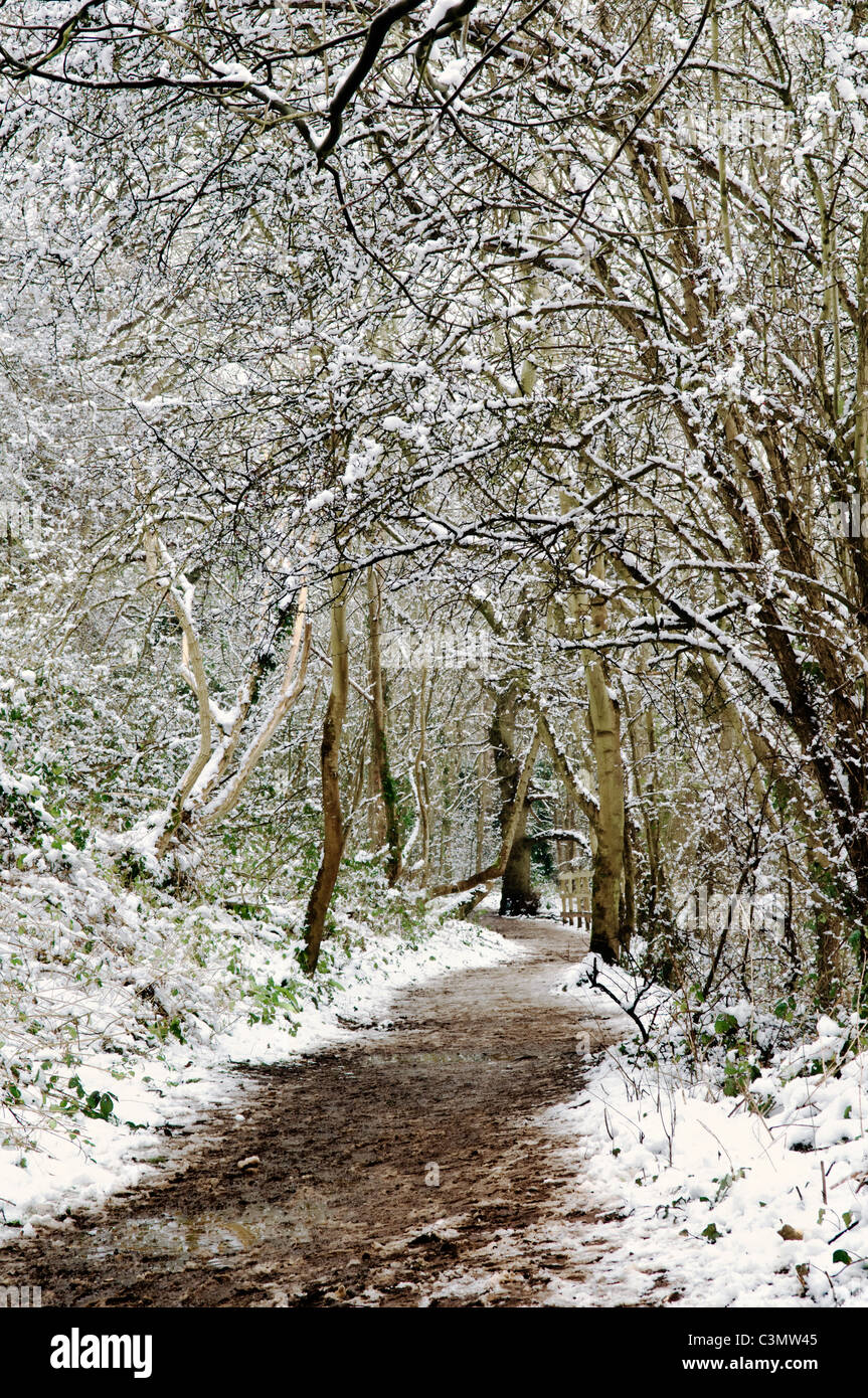 Snow scene of tree lined path with slushy, melted snow in Willsbridge ...