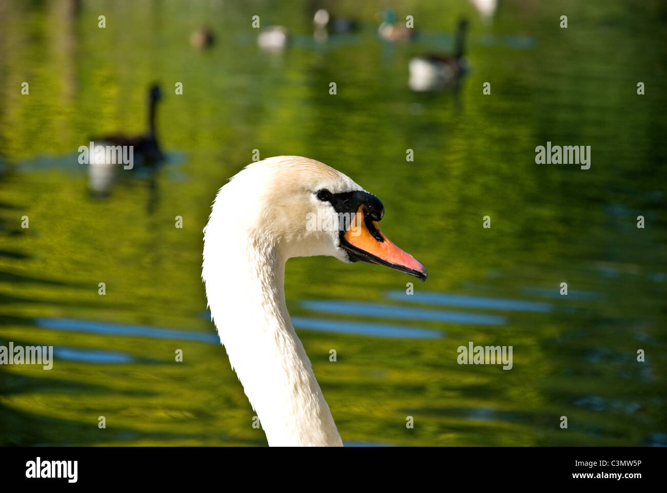 Mute swan showing long neck Stock Photo - Alamy