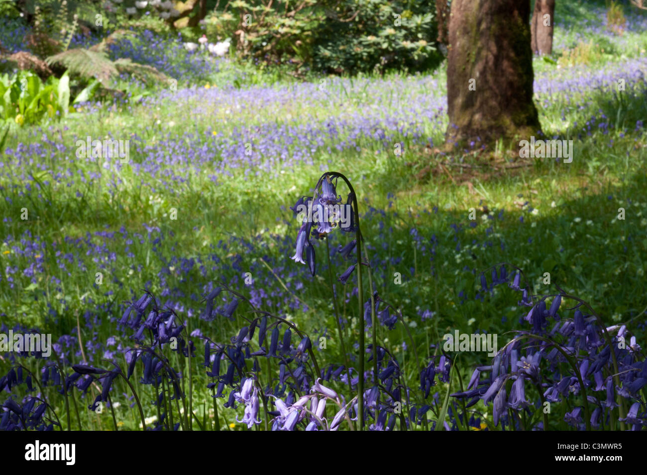 Wild bluebells growing Stock Photo - Alamy