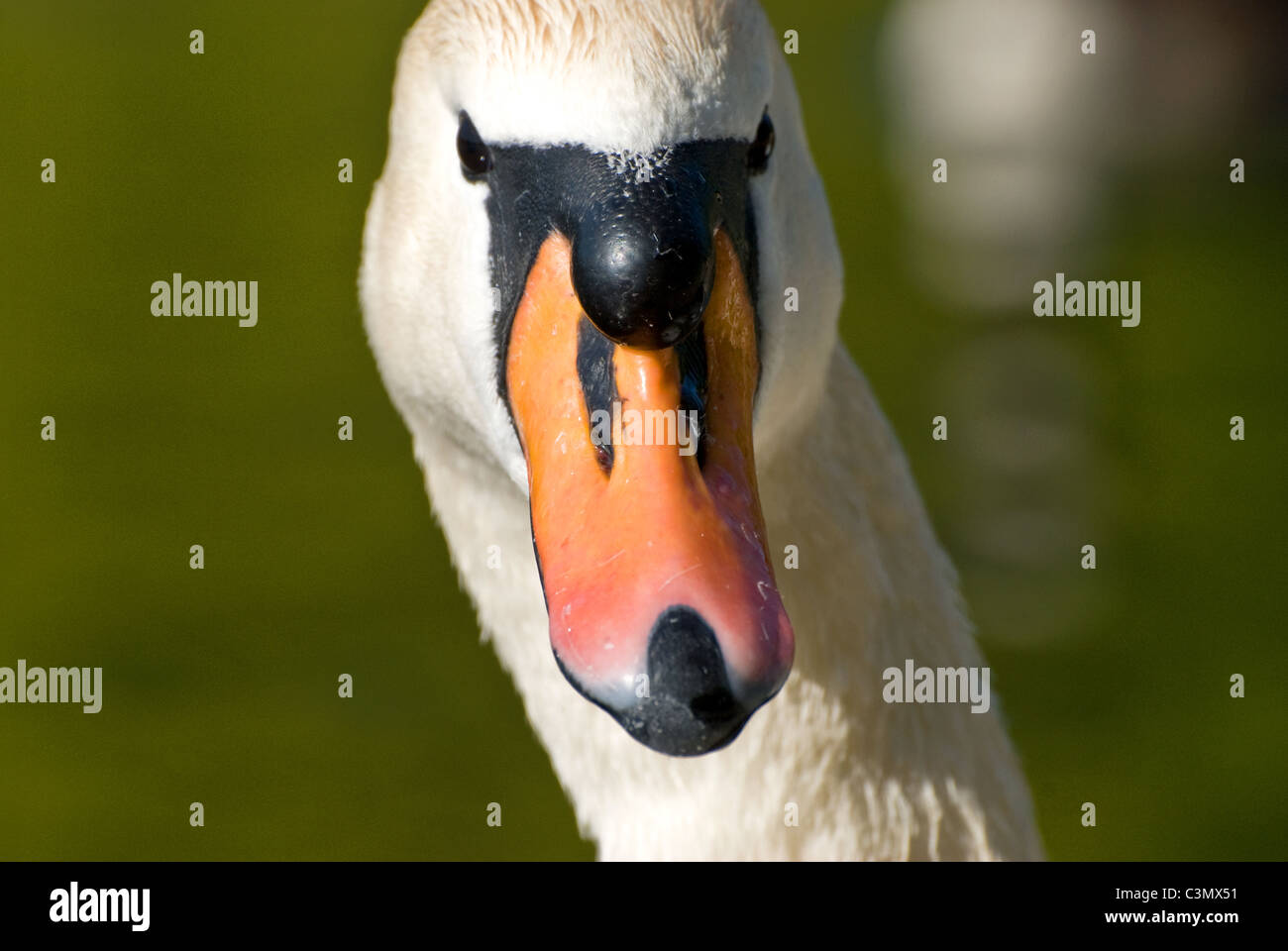Swan lore hi-res stock photography and images - Alamy