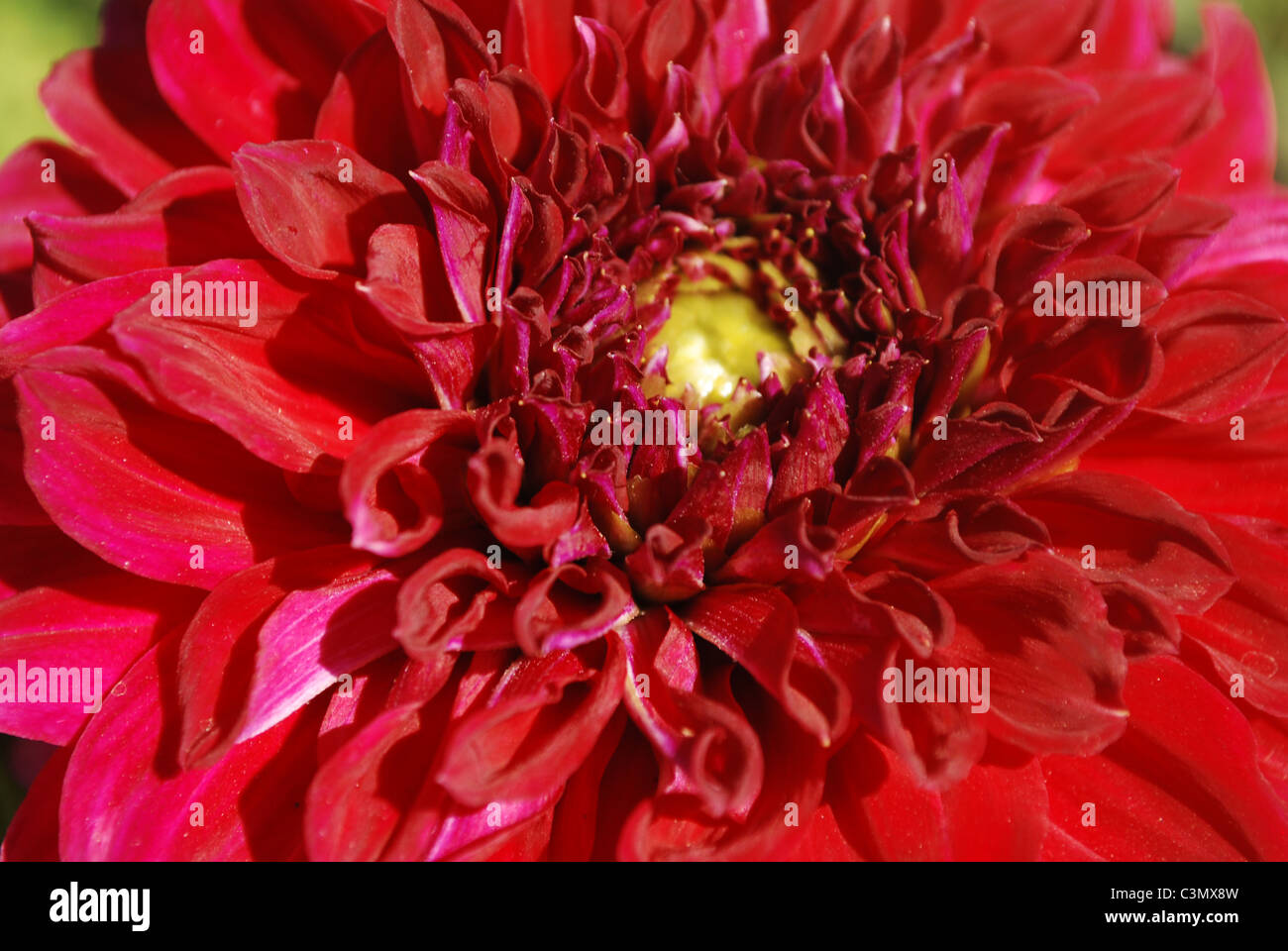 Micro of flower hi-res stock photography and images - Alamy