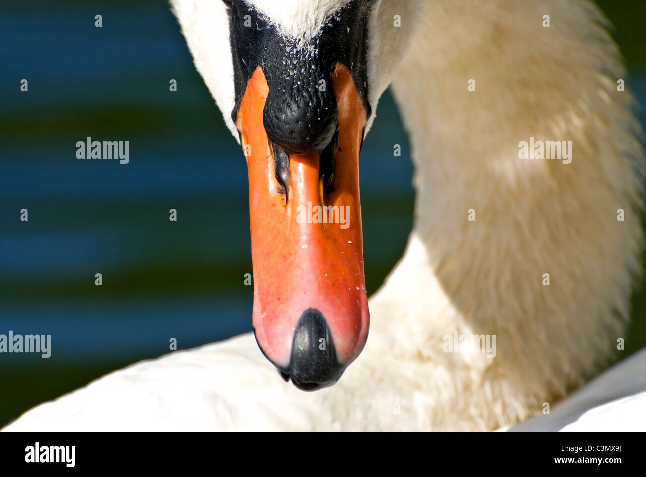 Close up of beak of Mute swan Stock Photo - Alamy