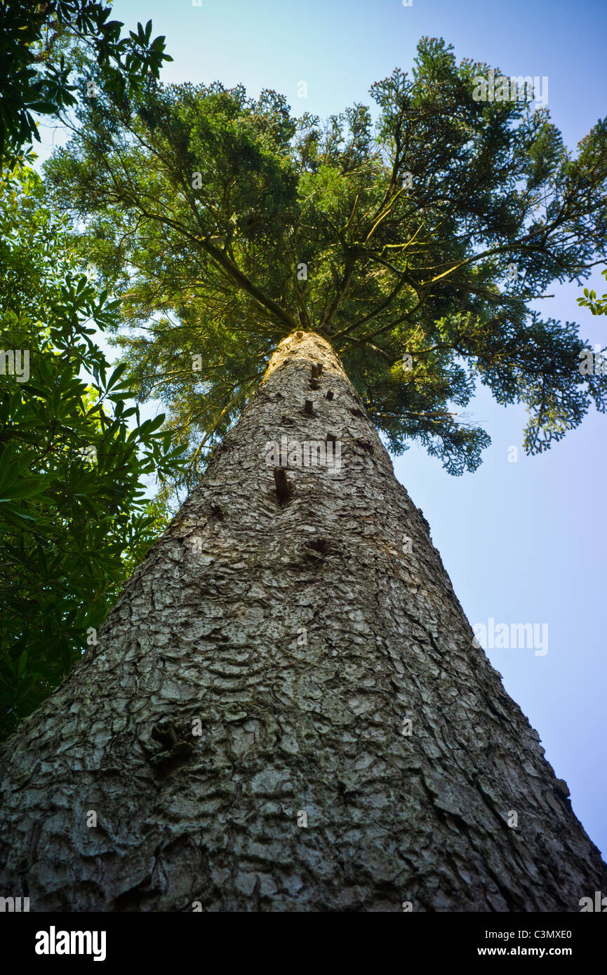 Looking up a large tree Stock Photo - Alamy